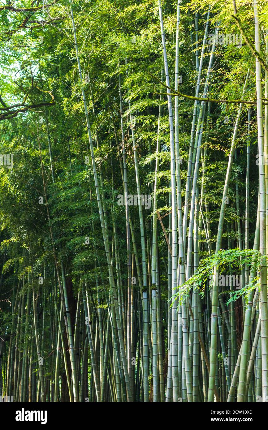 Bamboo forest habitat hi-res stock photography and images - Alamy