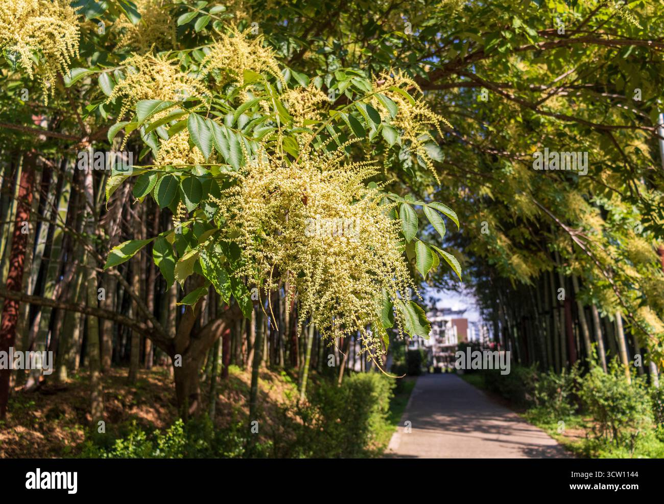 Shot different types trees hi-res stock photography and images - Alamy