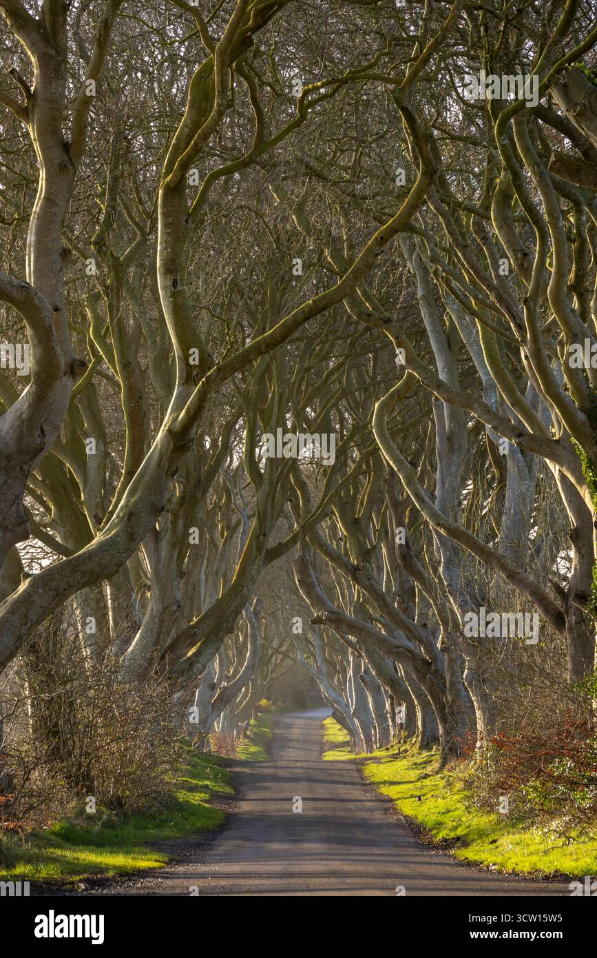The Dark Hedges tree lined road in County Antrim, Northern Ireland ...