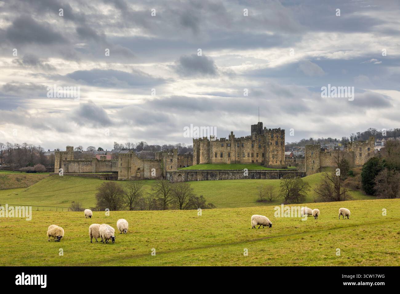 Sheep grazing near Alnwick Castle in Northumberland, England. Winter ...