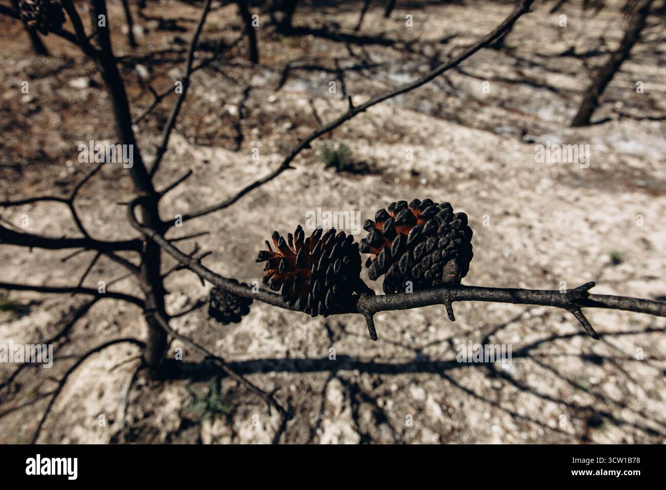 A scorched pine cone clings to a charred branch after a wildfire. The ...
