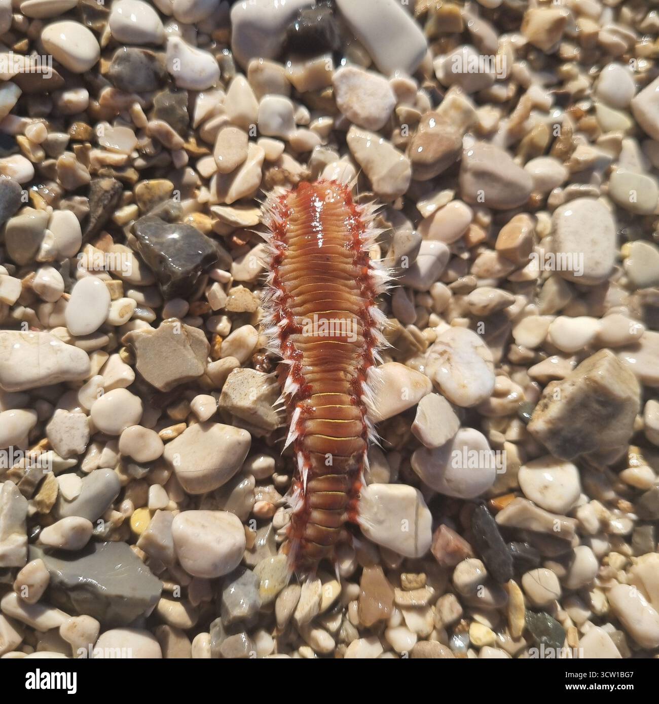 bearded fireworm (Hermodice carunculata) in Sarande Albania Stock Photo ...