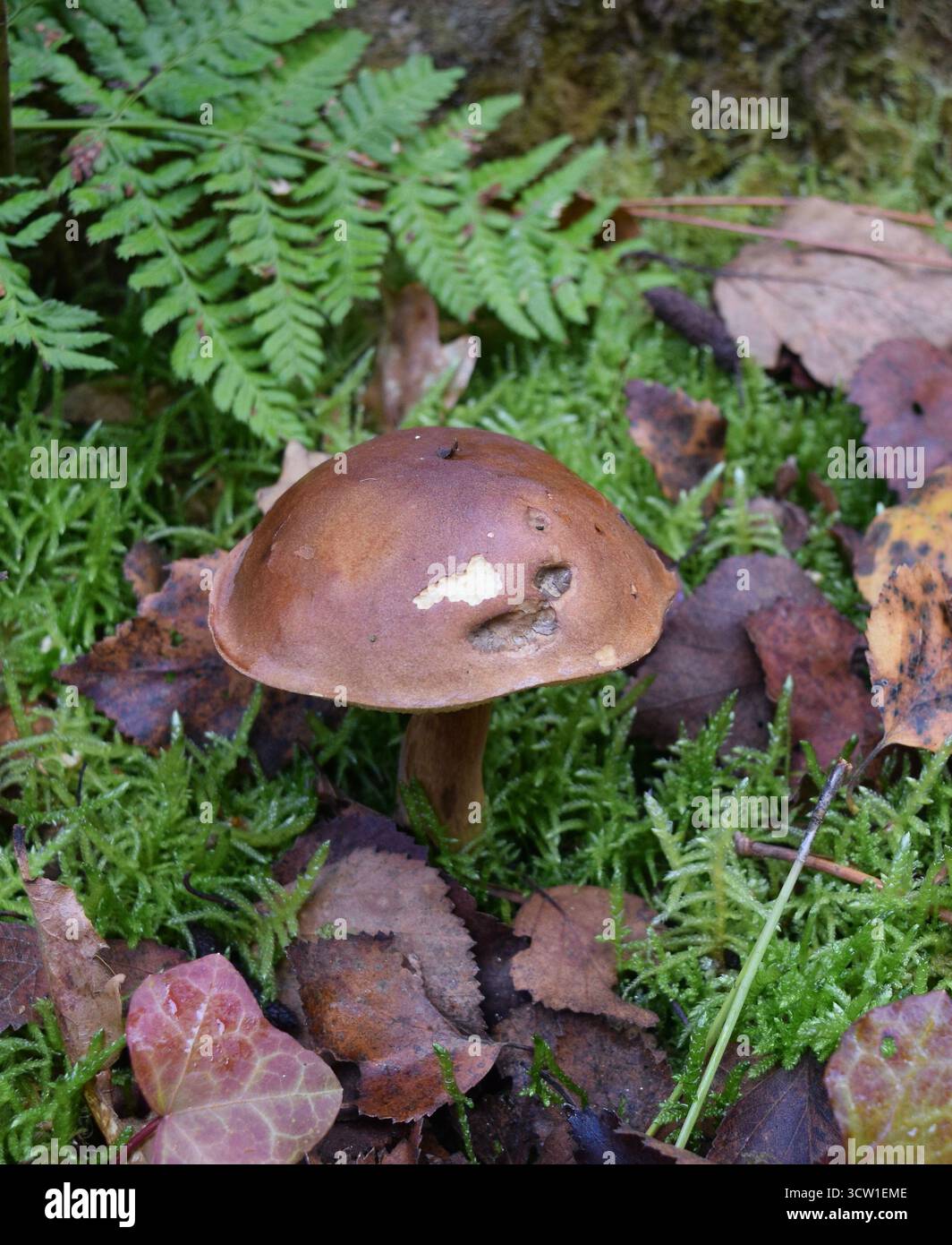 Foraged cep edible mushrooms hi-res stock photography and images - Alamy