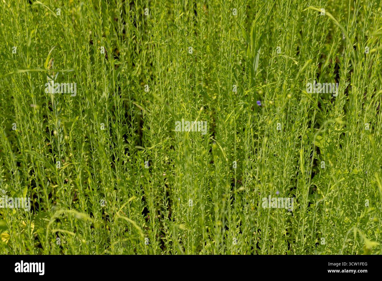 green flax during the beginning of flowering in the summer, a beautiful ...