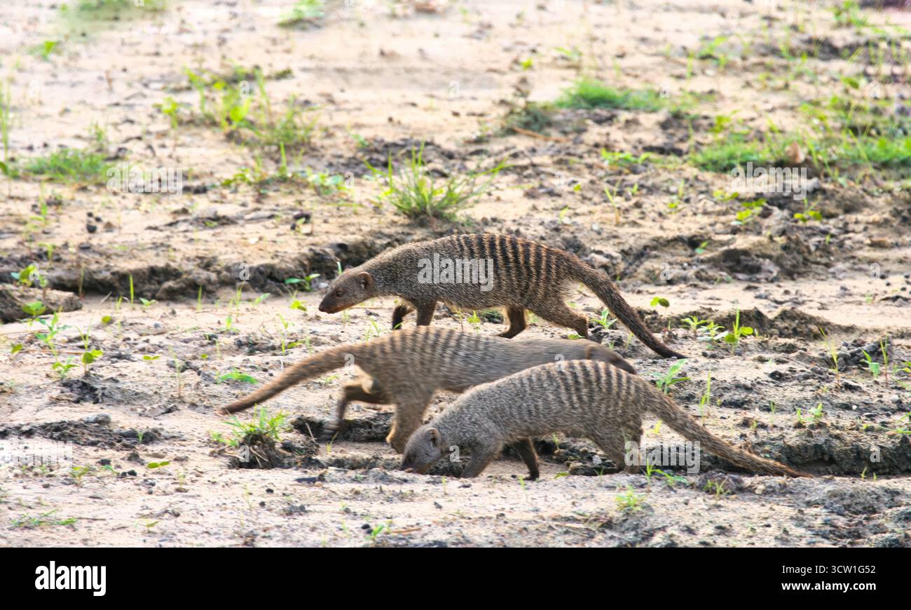 Banded mongoose walking , Mungos mungo is native to Southern Africa ...