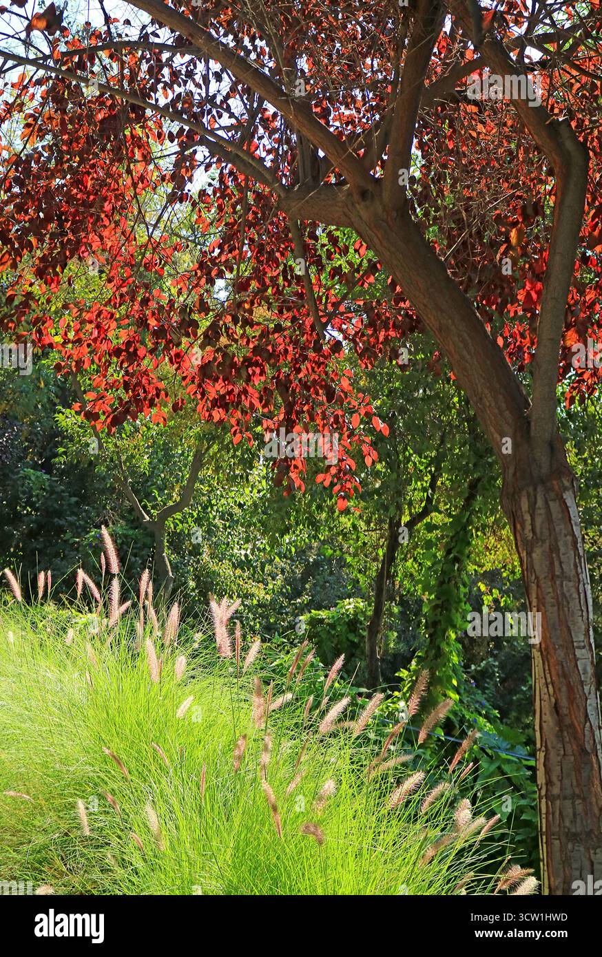 Sunshine forest with fall foliage and spikelet Stock Photo - Alamy