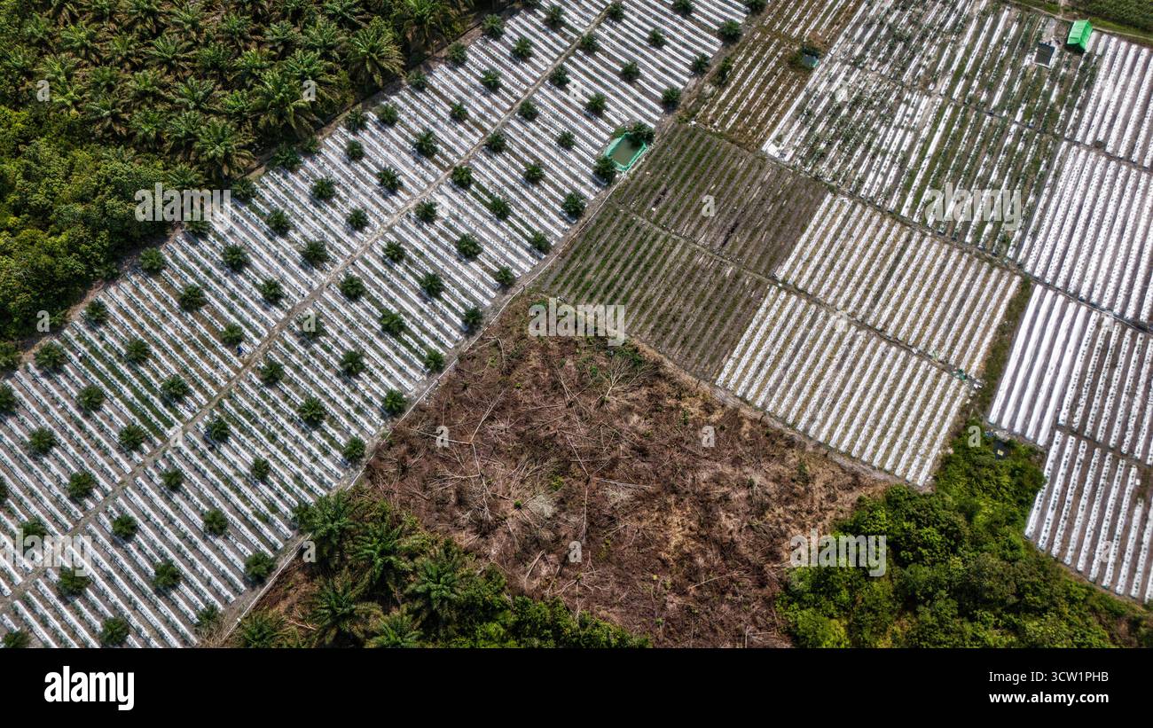 Palm oil plantation, deforestation, Kalimantan, Borneo, Indonesia, Asia ...