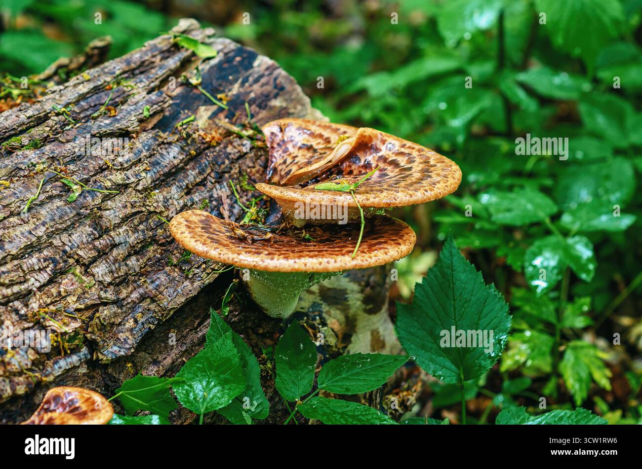Variegated tinder fungus (Cerioporus squamosus), also known as pheasant ...