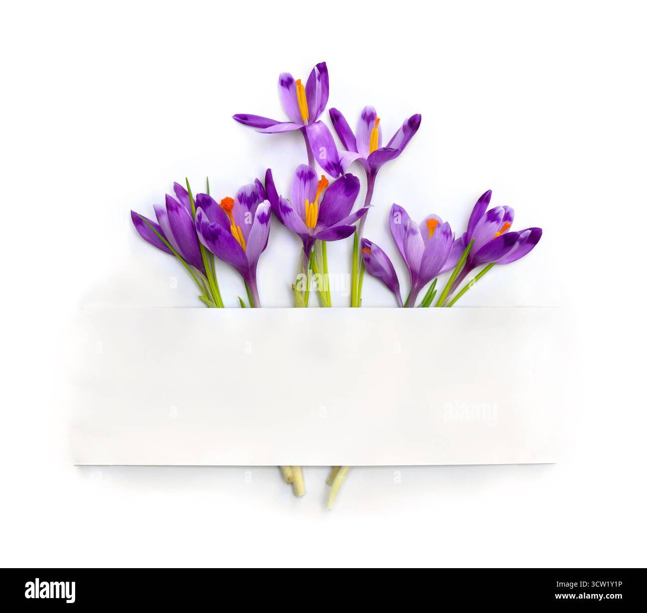 Blank card on violet Cut Out Stock Images & Pictures - Alamy