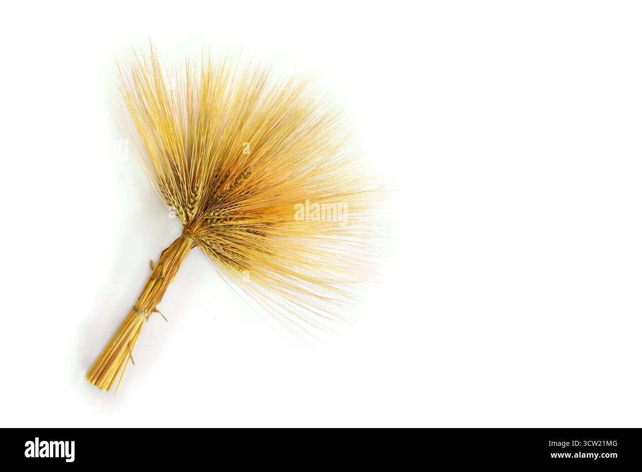 Sheaf of ears of barley on a white background with space for text. Top ...