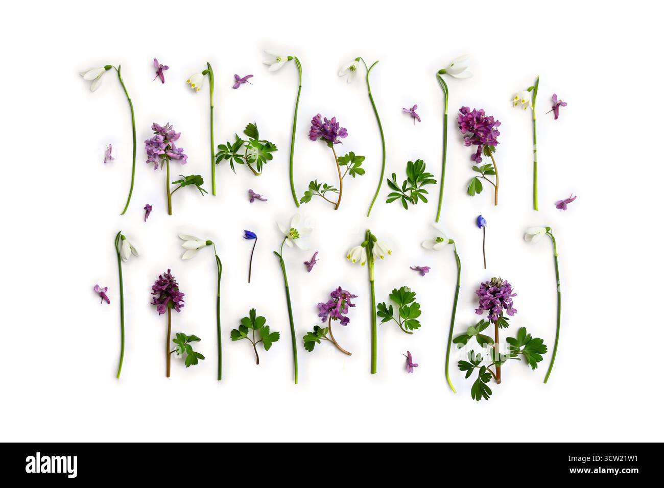 Wild violet border Cut Out Stock Images & Pictures - Alamy