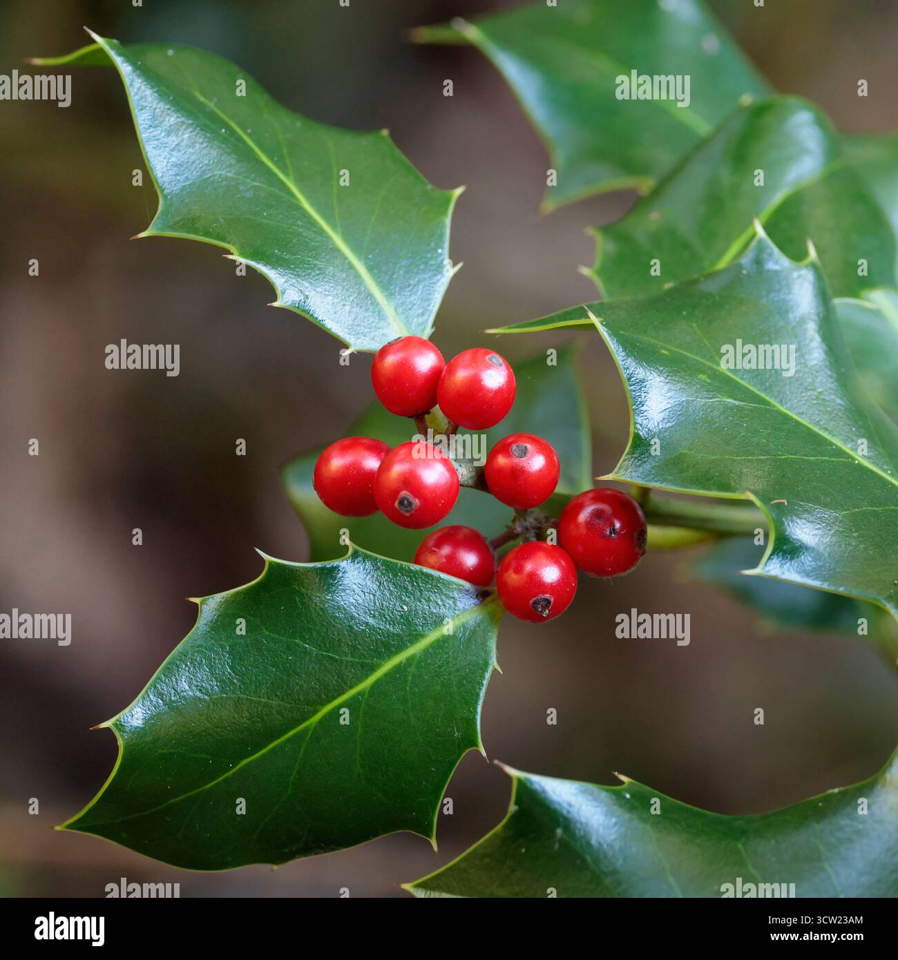 Paler green underside of leaves hi-res stock photography and images - Alamy