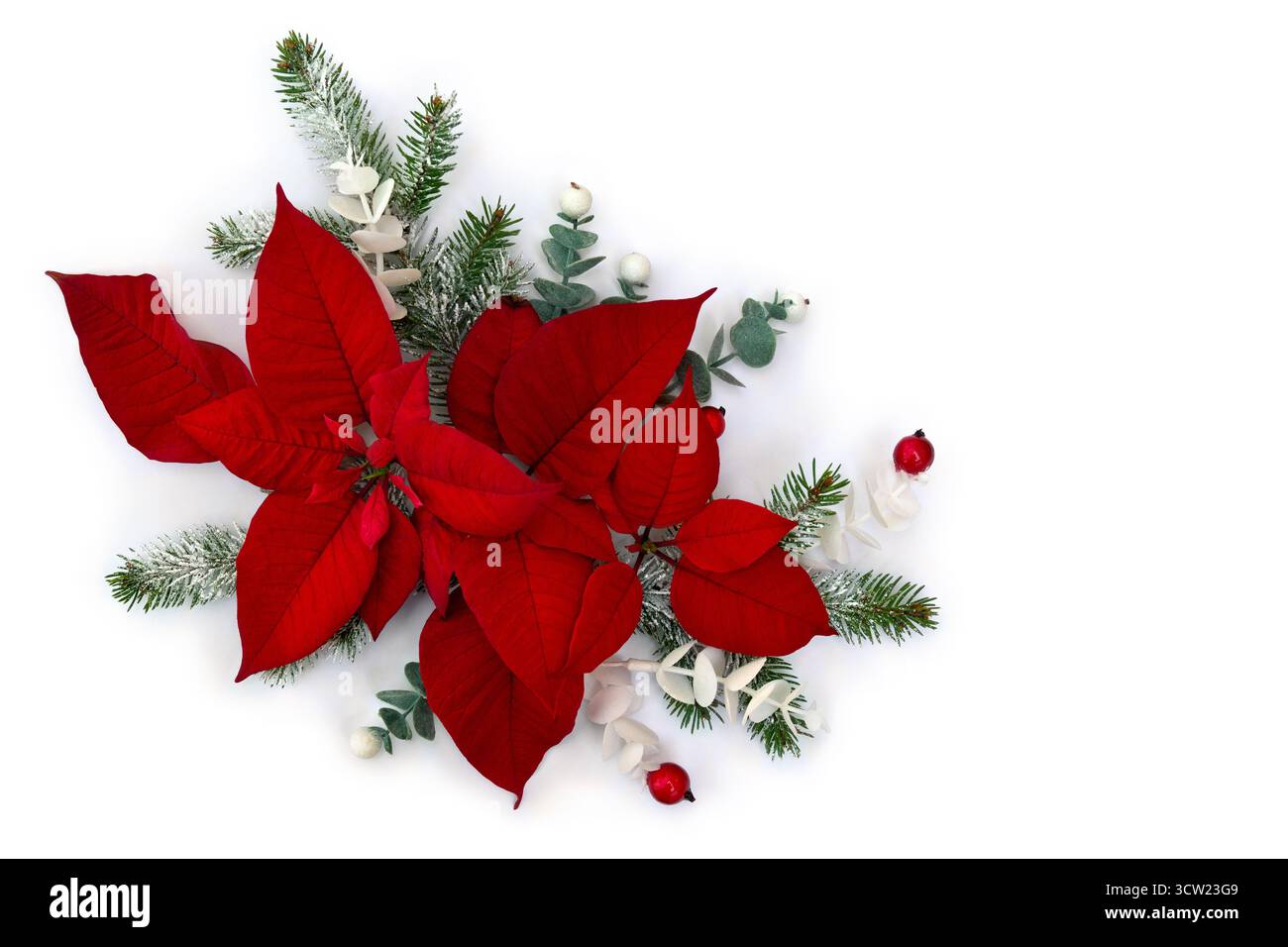 Flowers on holly tree Cut Out Stock Images & Pictures - Alamy