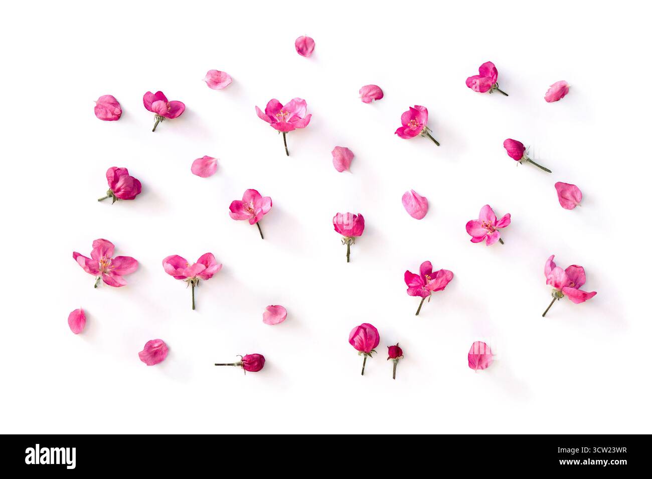 Flowers at the top of branch Cut Out Stock Images & Pictures - Alamy