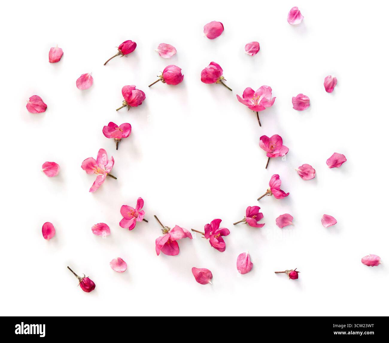 Pink sakura branch petals Cut Out Stock Images & Pictures - Alamy