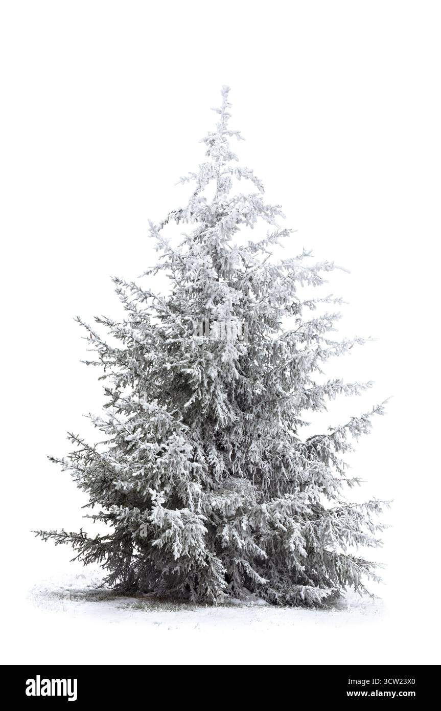 Tree text on blue Cut Out Stock Images & Pictures - Alamy