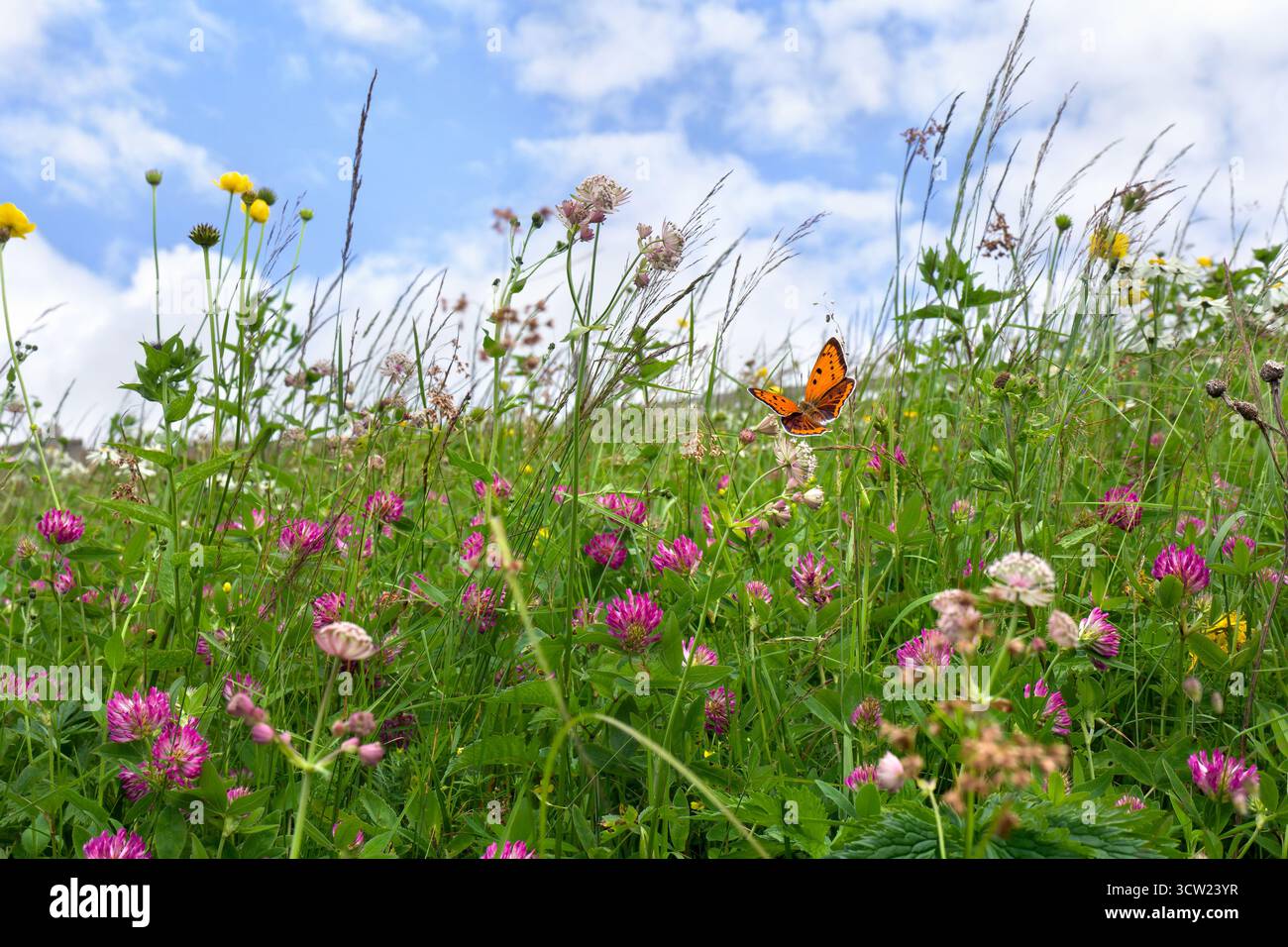 Flowers of clover and wildflowers on meadow in summer. Orange butterfly ...