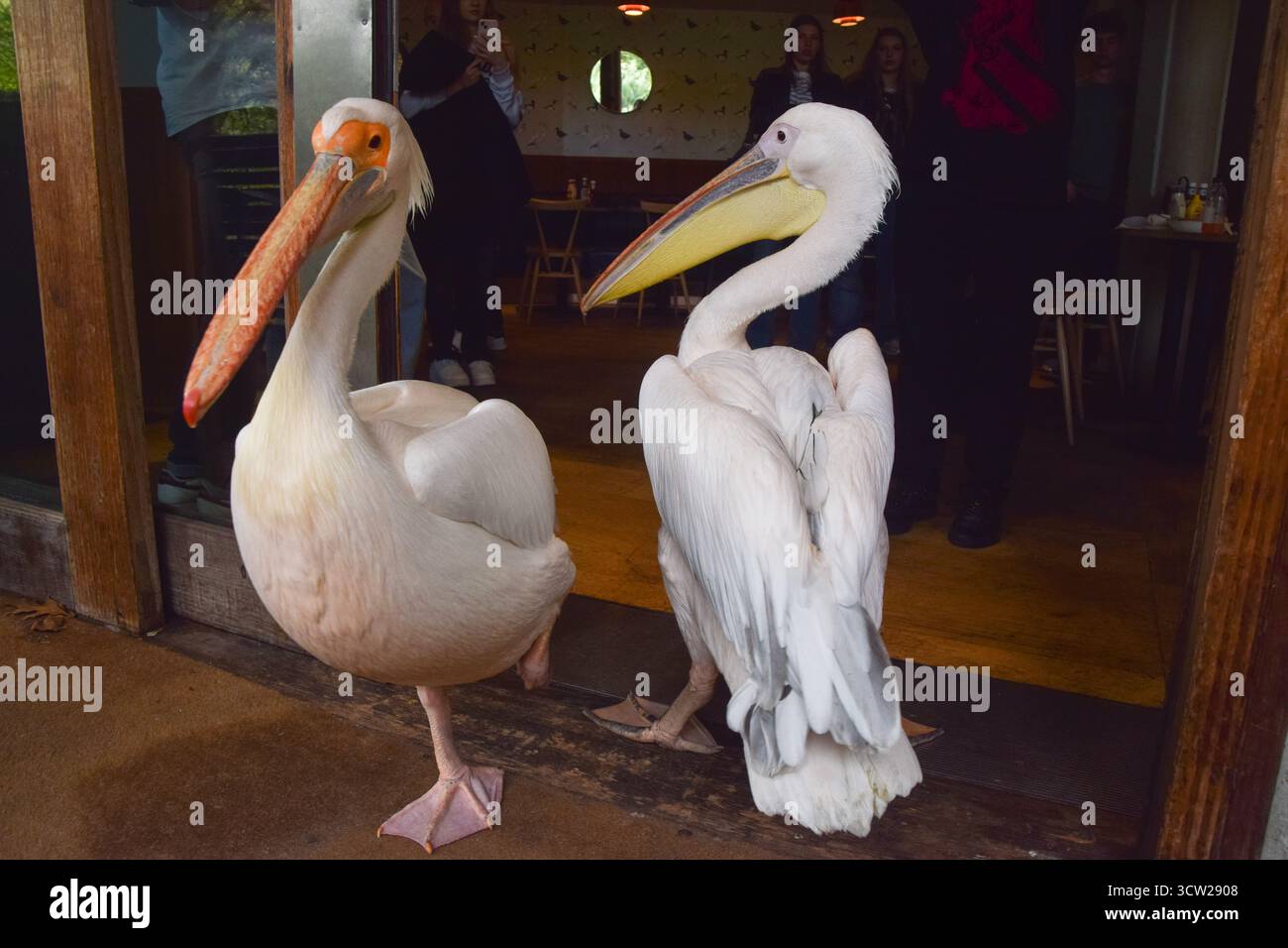 London, England, UK. 9th Oct, 2025. Resident pelicans visit the cafe in ...
