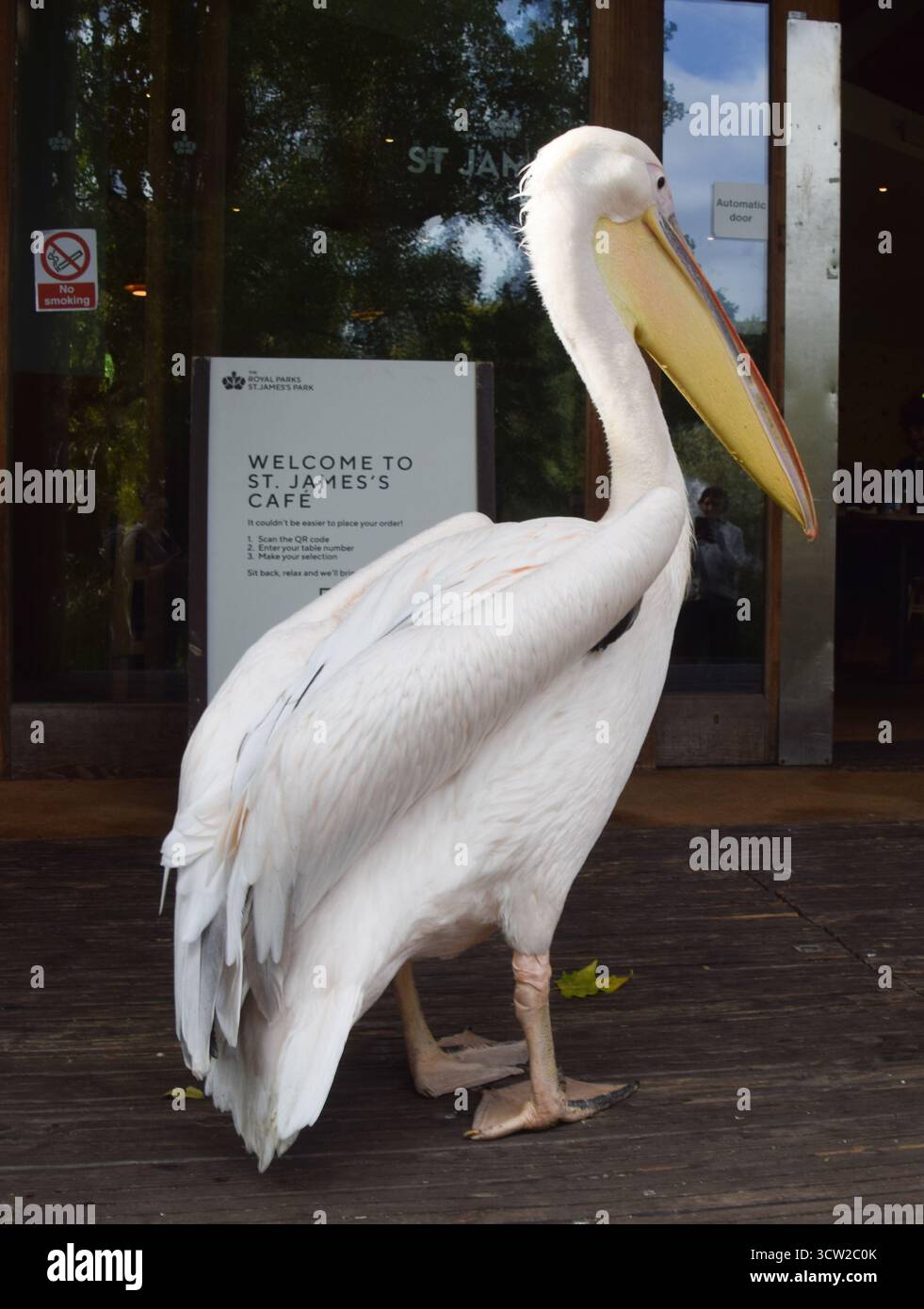 London, England, UK. 9th Oct, 2025. Resident pelicans visit the cafe in ...