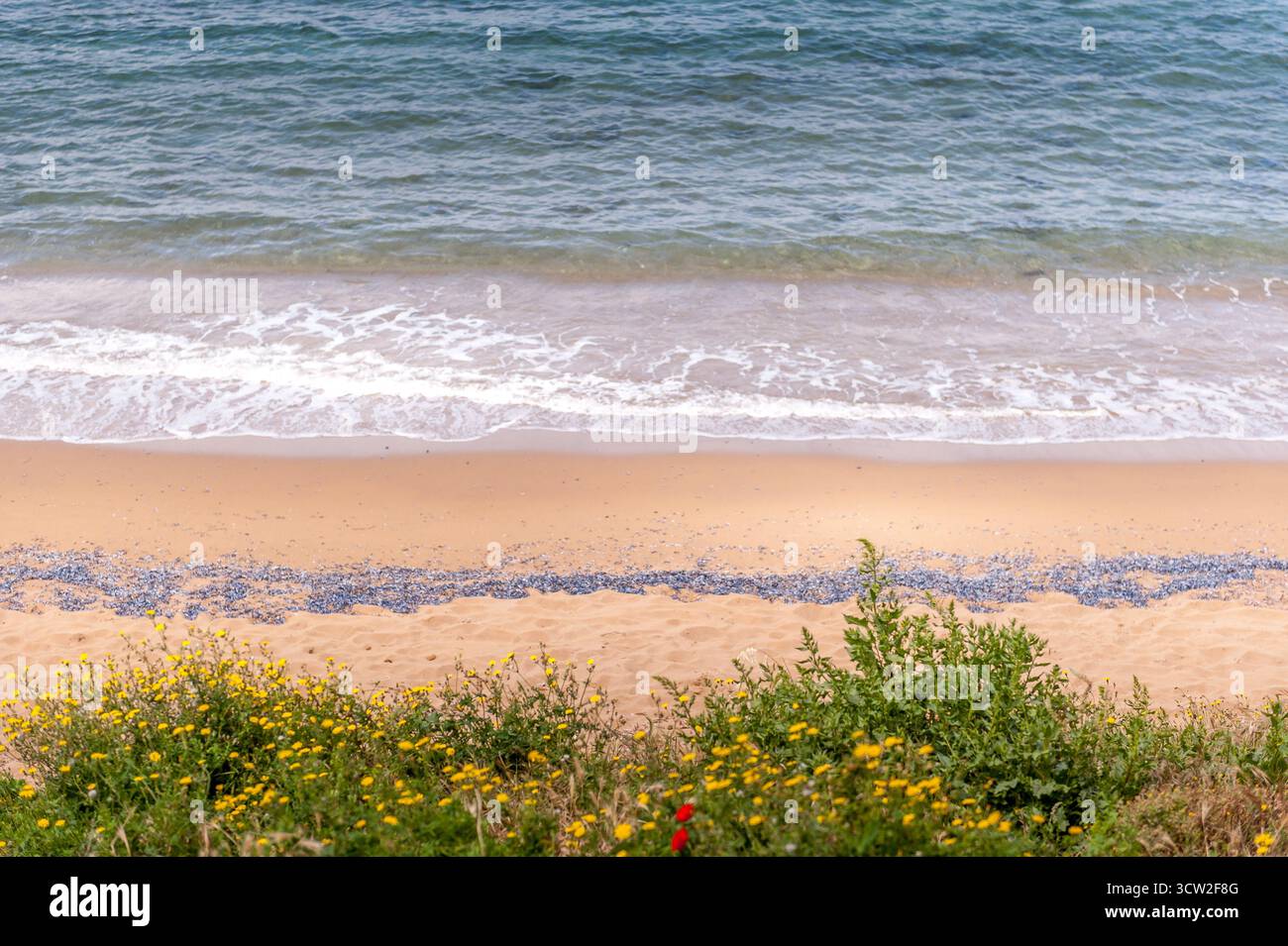 Calm waves meet golden hi-res stock photography and images - Alamy