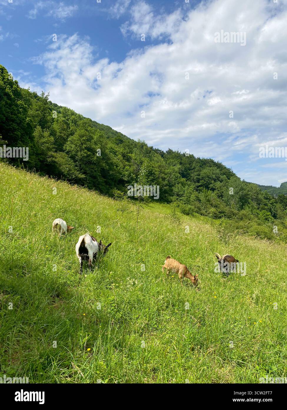 Goats grazing on pasture hi-res stock photography and images - Alamy
