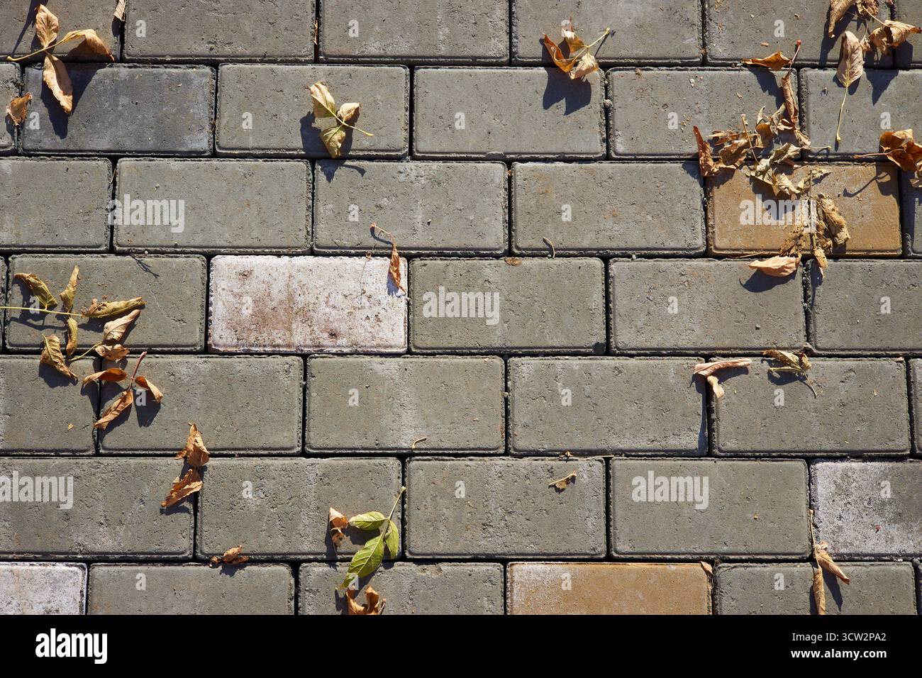 Dried autumn leaves are scattered across a textured brick pavement ...