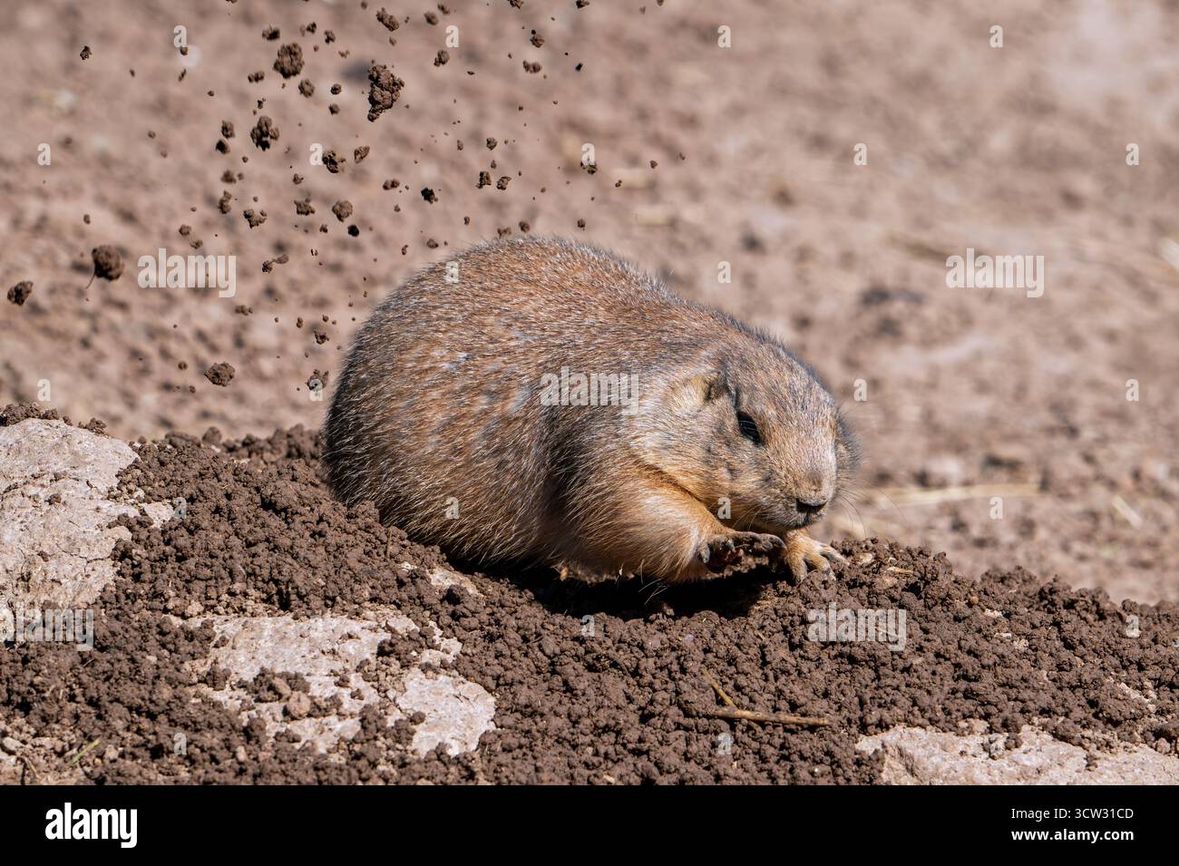 Black-tailed prairie dog (Cynomys ludovicianus) native to the Great ...