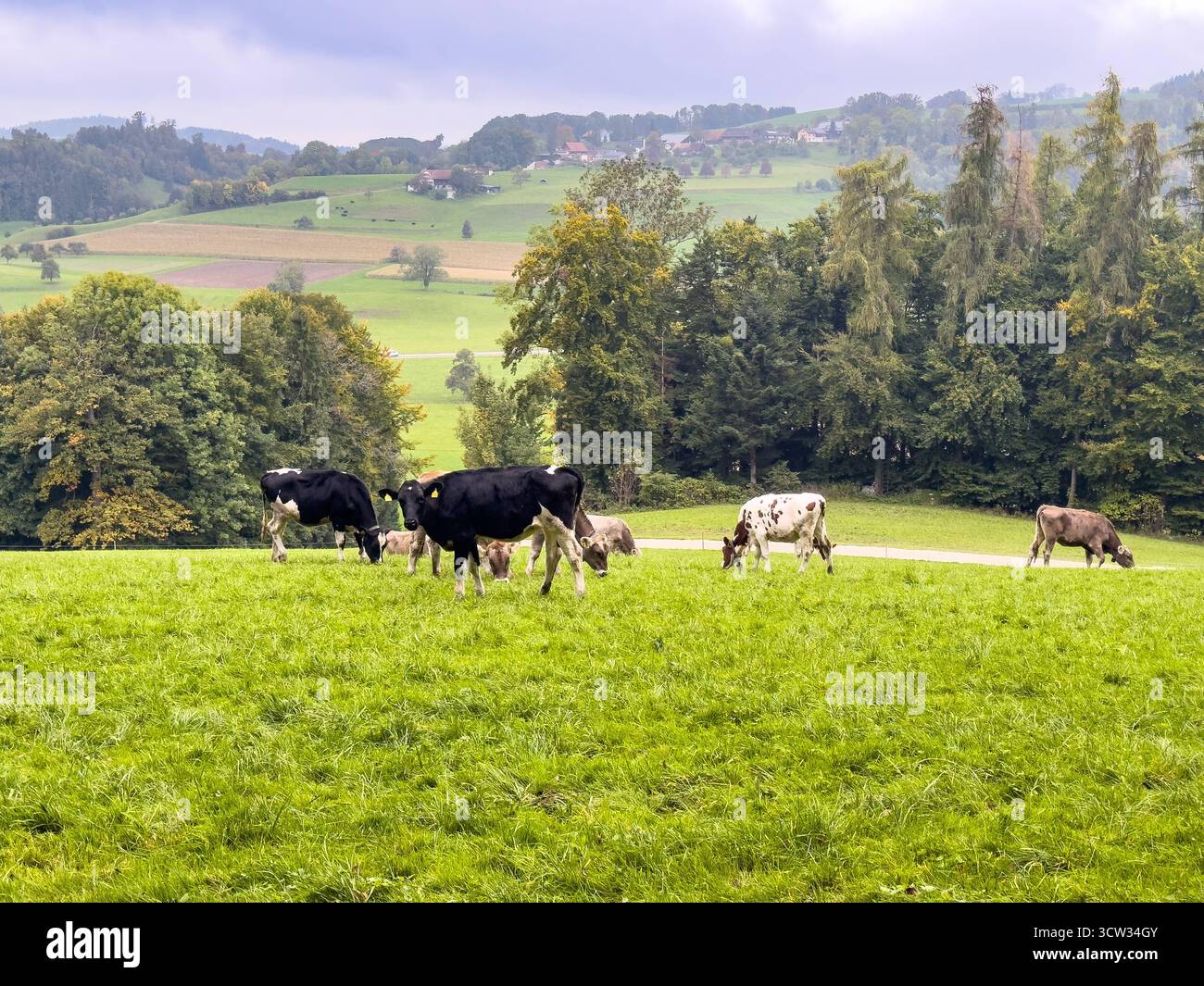 Schweiz, Europa Kühe auf grüner Weide, nachhaltige Landwirtschaft im ...