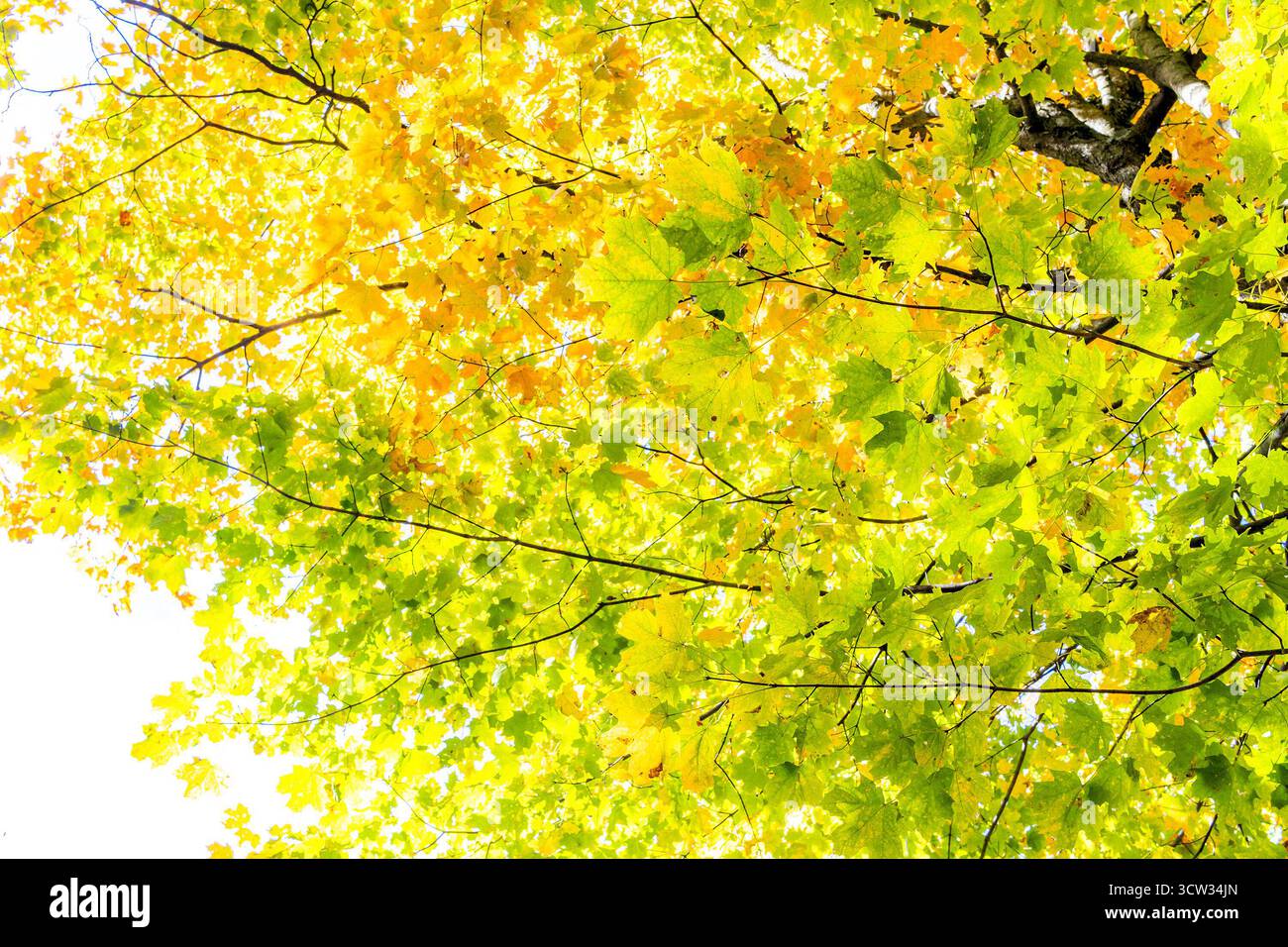 Curly maples hi-res stock photography and images - Alamy