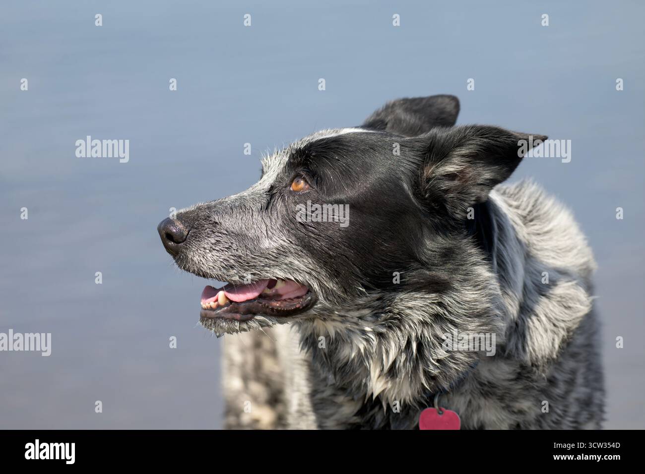 Profile of a beautiful black and white Texas Heeler, on a sunny summer ...