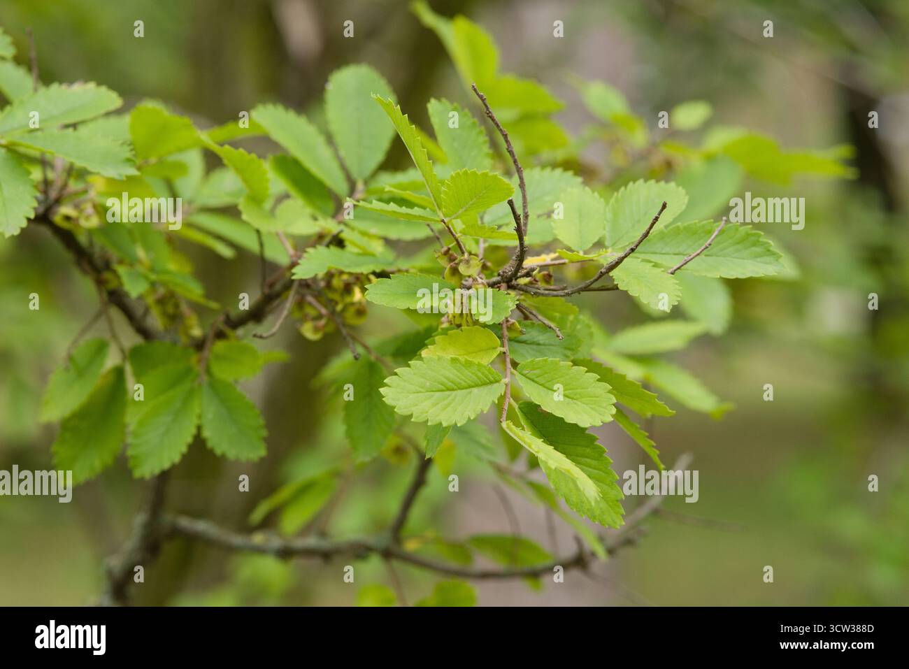 Deciduous tree from China and Korea with small serrated leaves and ...