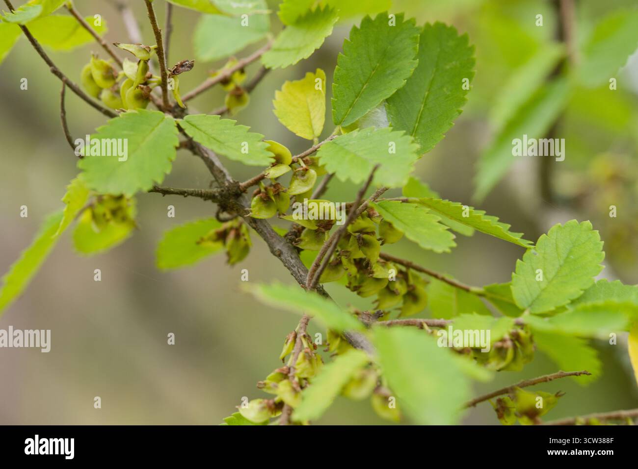 Deciduous tree from China and Korea with small serrated leaves and ...