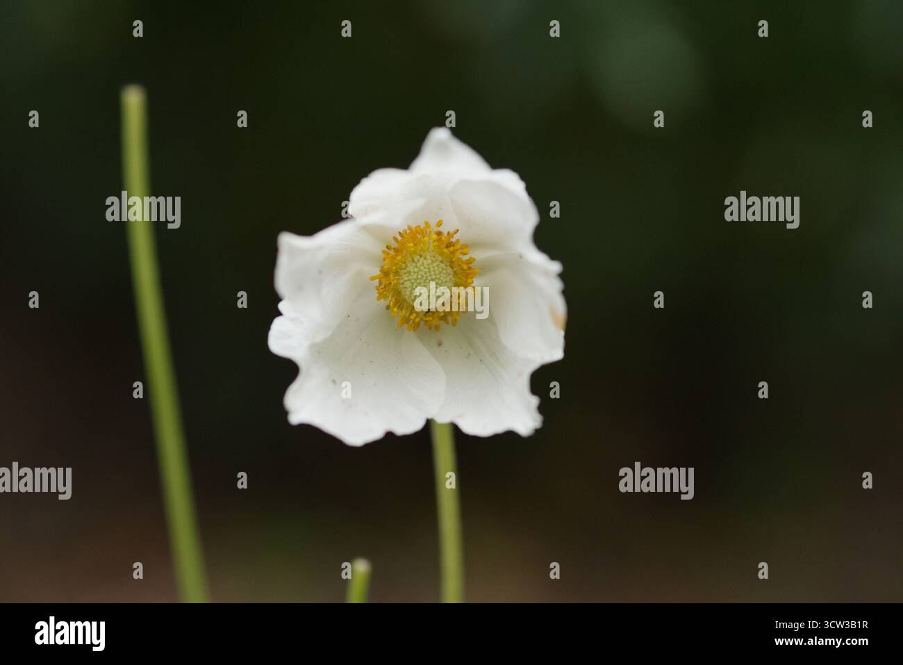 Delicate white flower with a golden center, standing on a slender stem ...