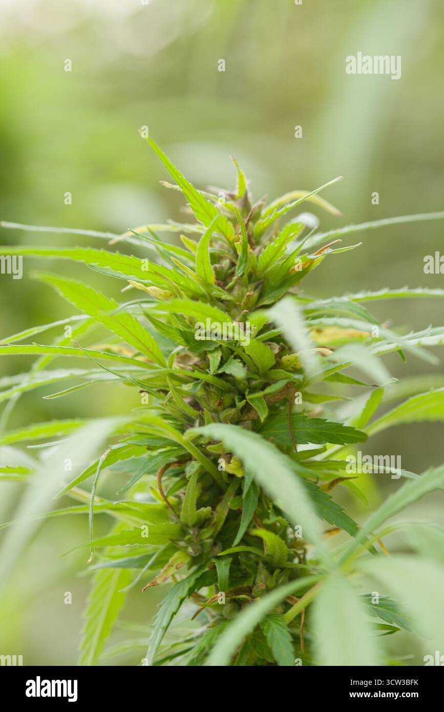 Hemp is a versatile plant from the Cannabaceae family, grown for its ...