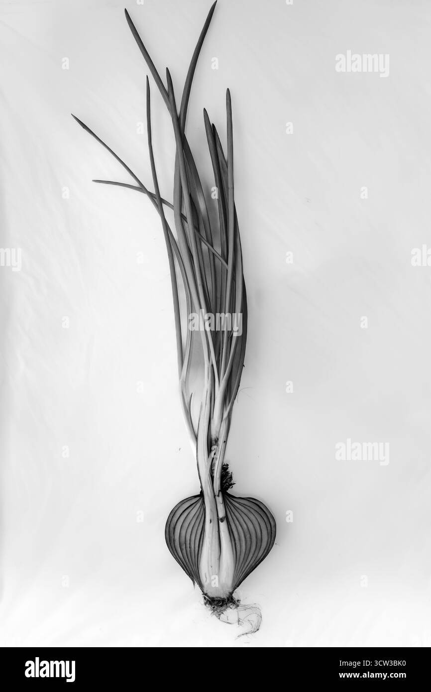 Antioxidant plant Black and White Stock Photos & Images - Alamy