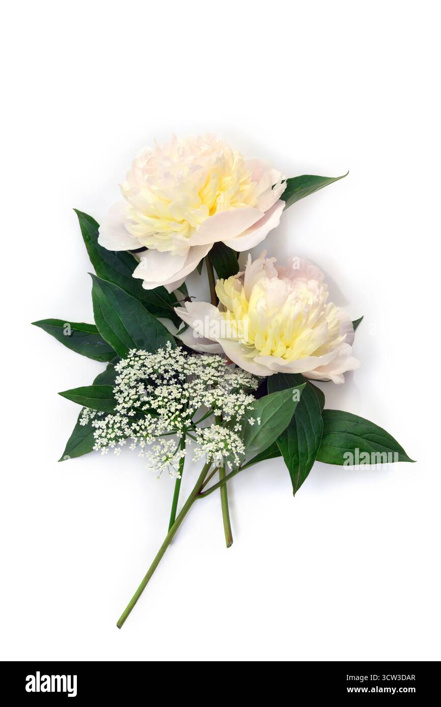 Flat lay composition light Cut Out Stock Images & Pictures - Alamy