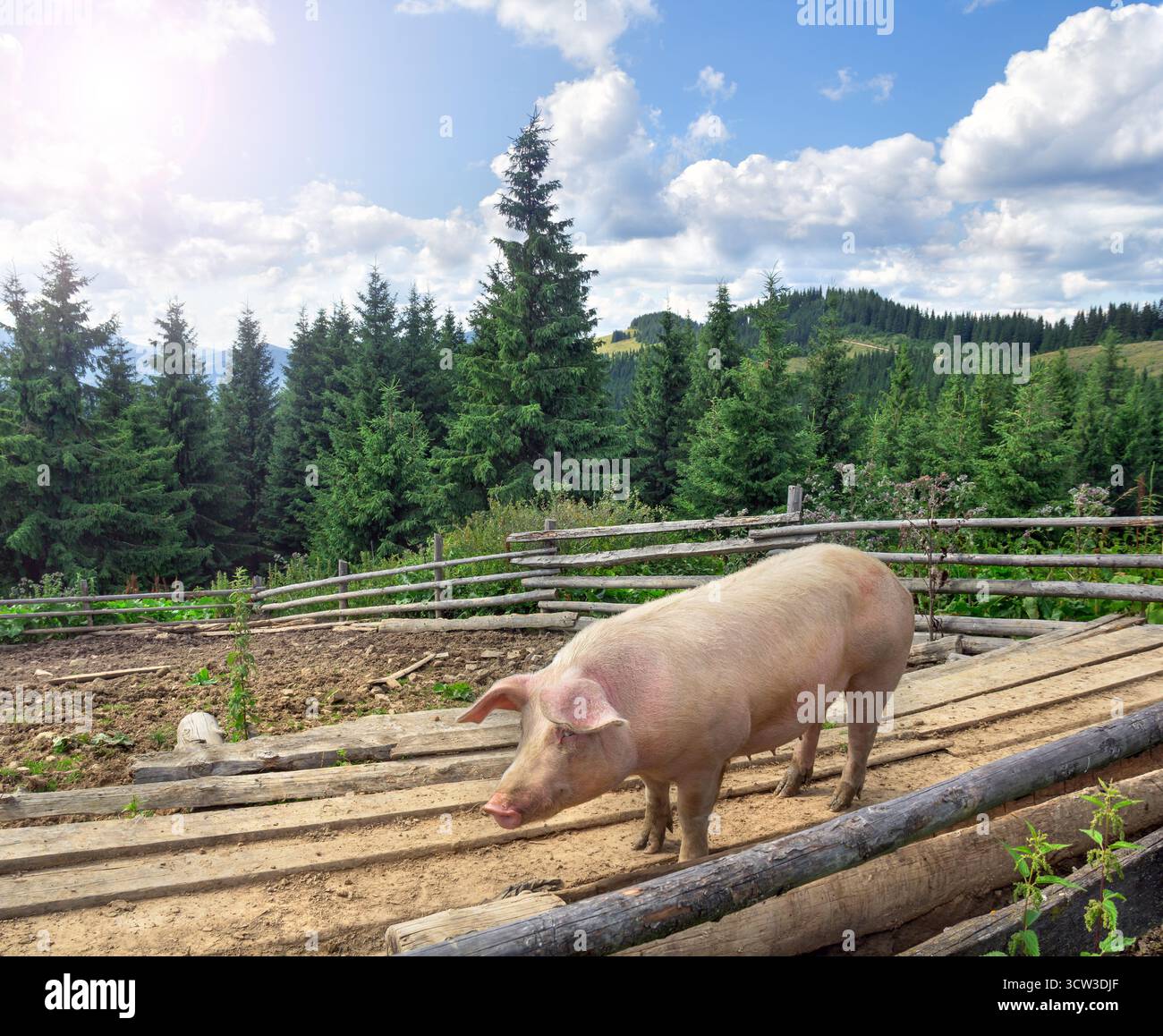 Happy pig farm rolling hi-res stock photography and images - Alamy