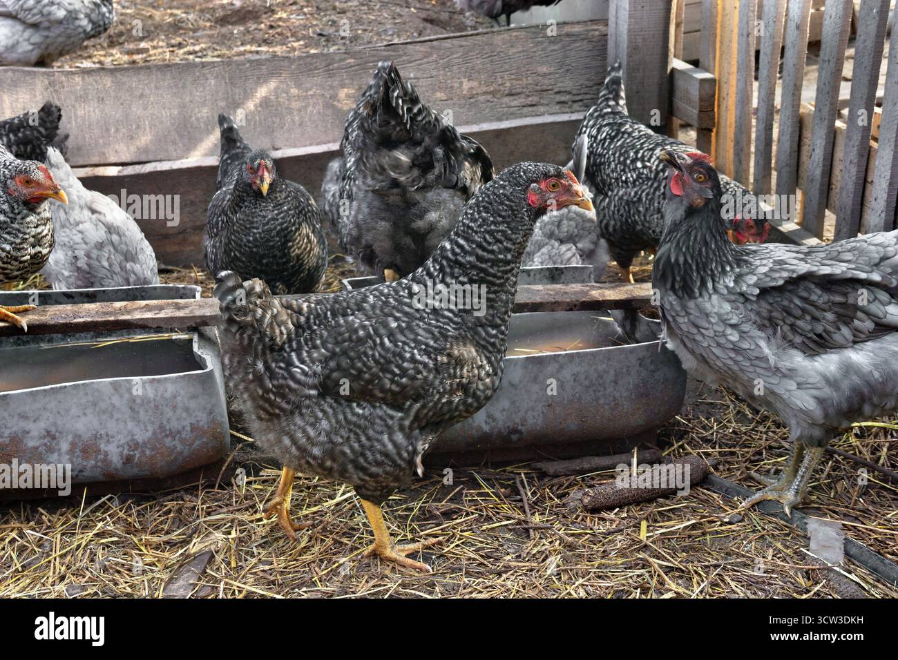 Backyard chicken flocks hi-res stock photography and images - Alamy