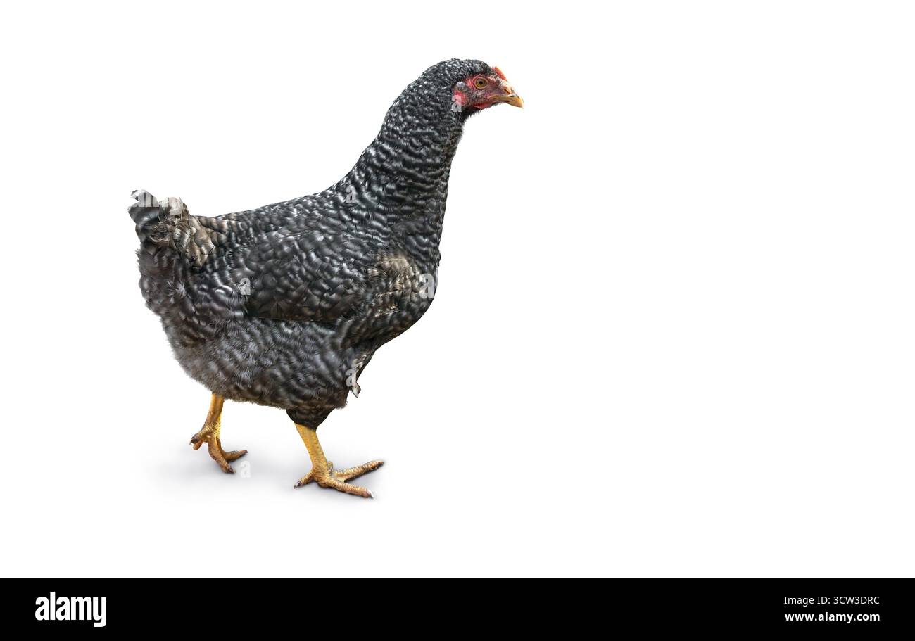White chicken red beak stands hi-res stock photography and images - Alamy