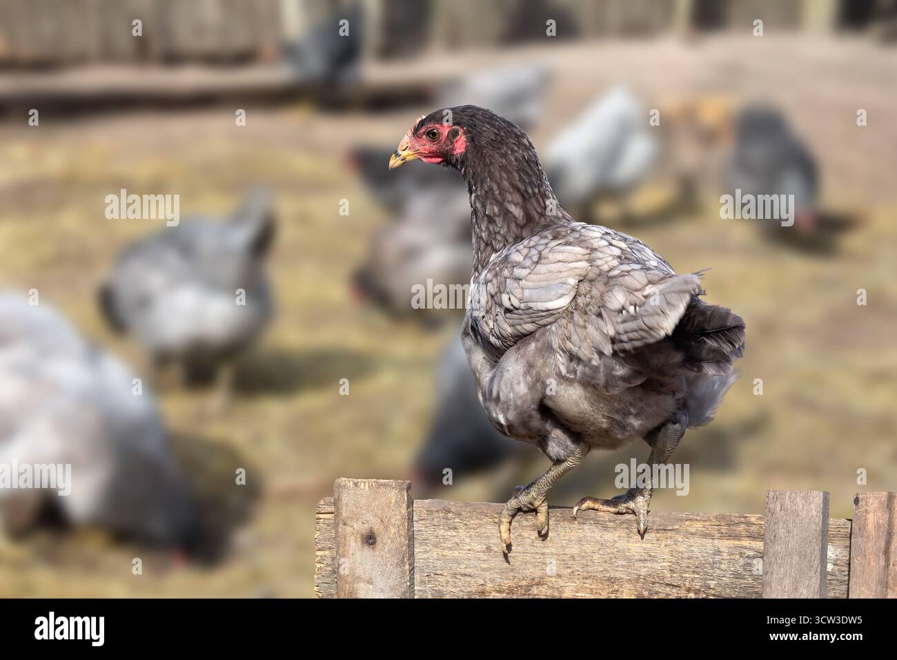 Chicken dominant stands on a old wooden fence on backyard background ...