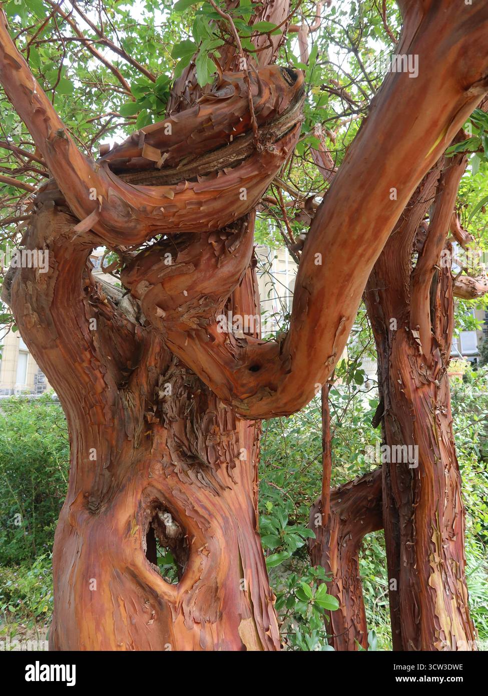 the papery red bark and twisted, gnarled trunk of the Strawberry Tree ...