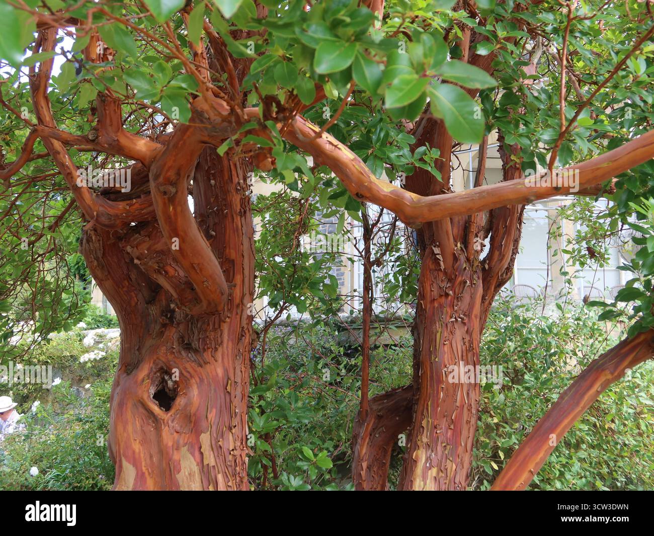 Trunk arbutus andrachnoides bark hi-res stock photography and images ...