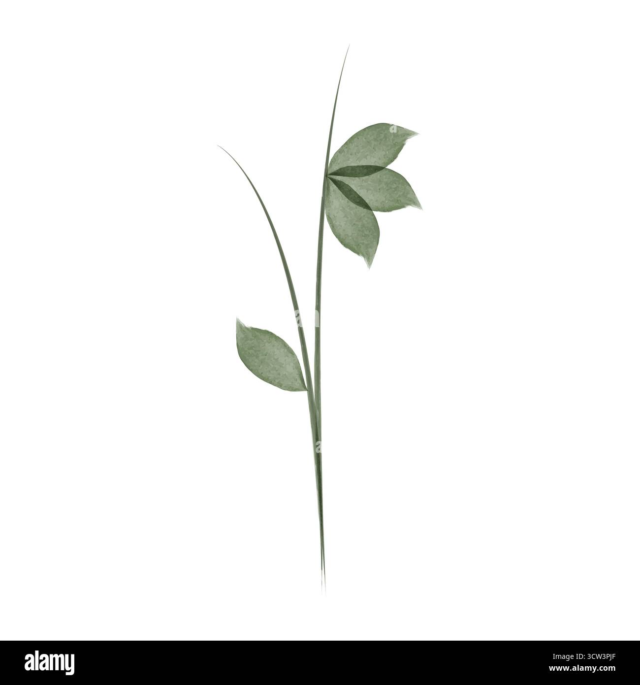 This is a simple watercolor drawing. A single stem is shown with leaves ...