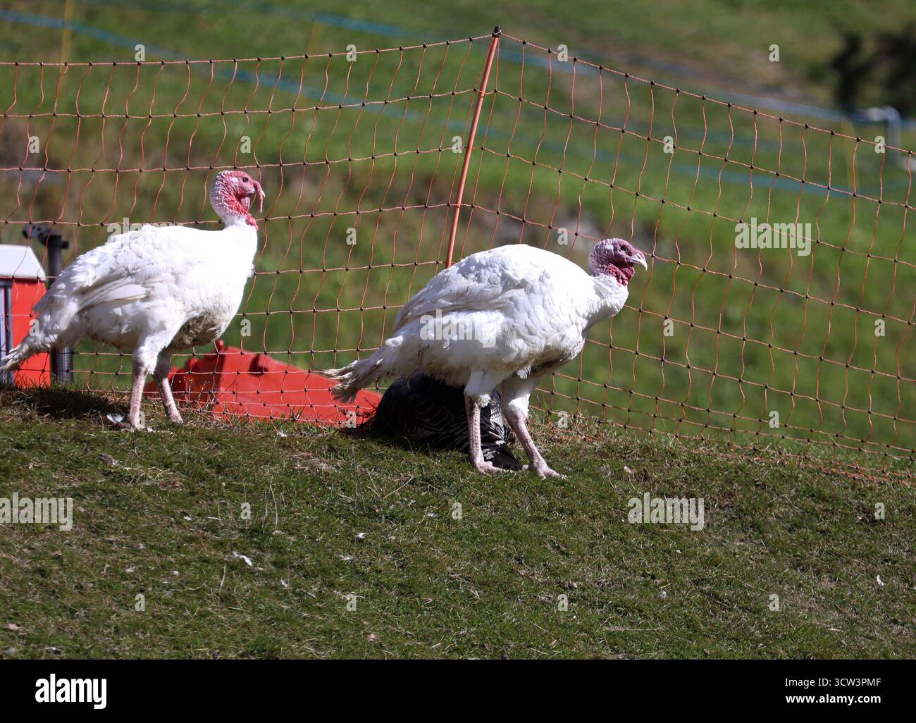 Hier der Bild zwei Pute, Puten, Tiere, Meleagris gallopavo, Truhthühner ...