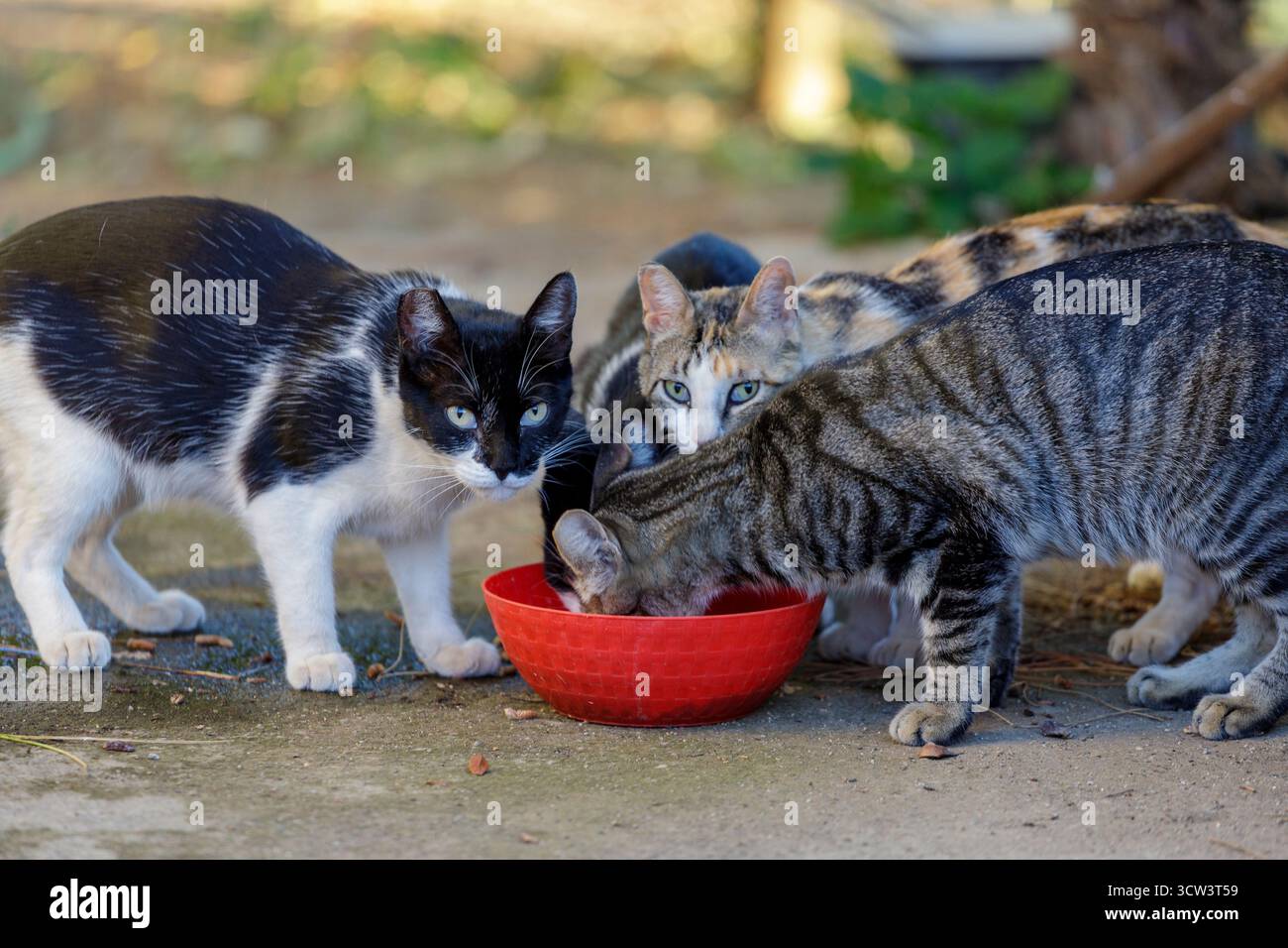 Cats feline colony in hi-res stock photography and images - Alamy