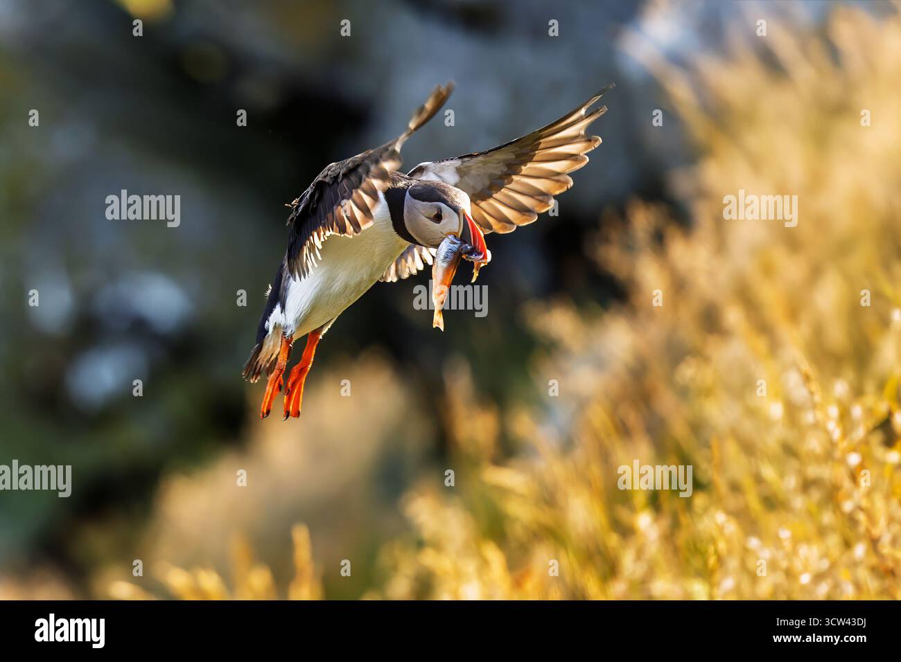An Atlantic Puffin (Fratercula arctica) flies with fish in its beak ...