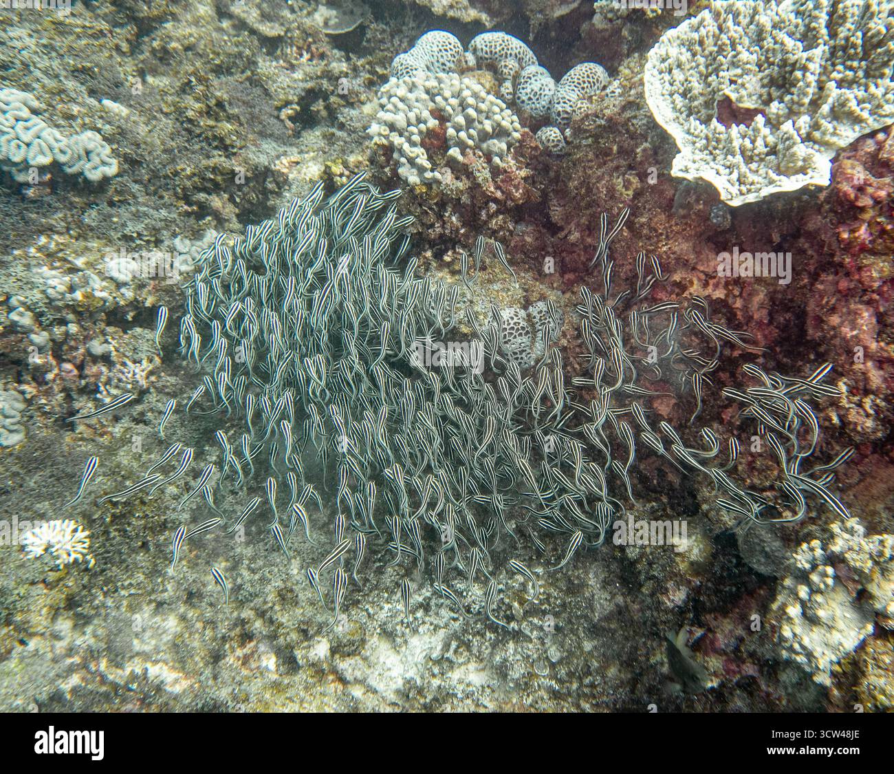 Stripped - Lined Catfish on Ningaloo Coral Reef, Western Australia ...