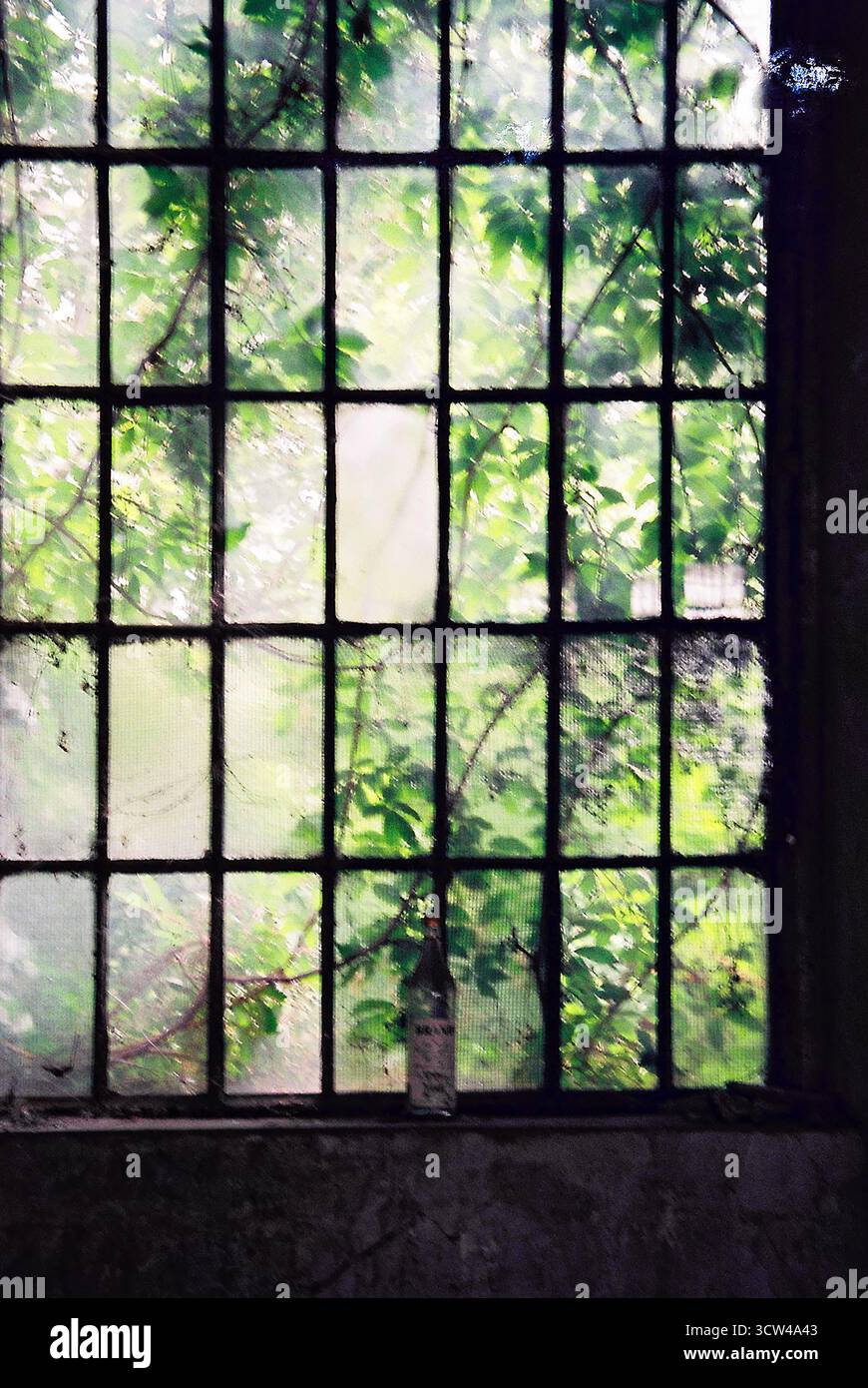 Old industrial metal grid window in abandoned factory, branches and ...