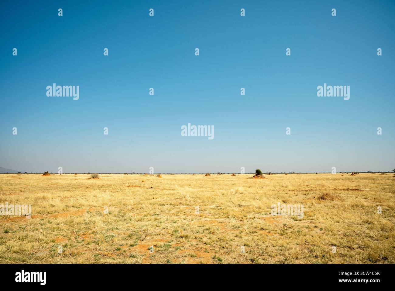 Large termite mounds dotting the savanna landscape north of Windhoek ...