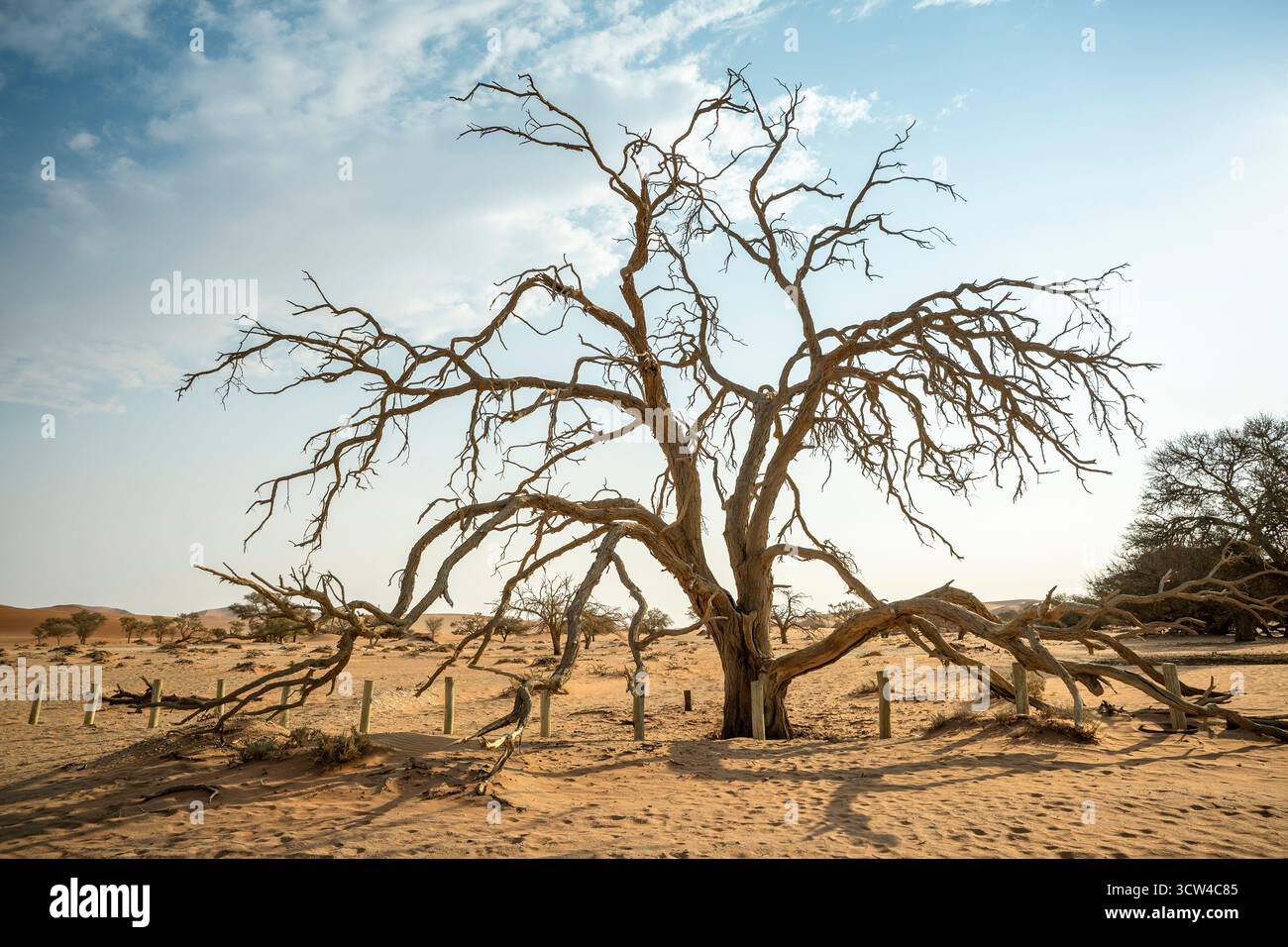 A dirt road winding through sand dunes and scattered trees in Namibia ...